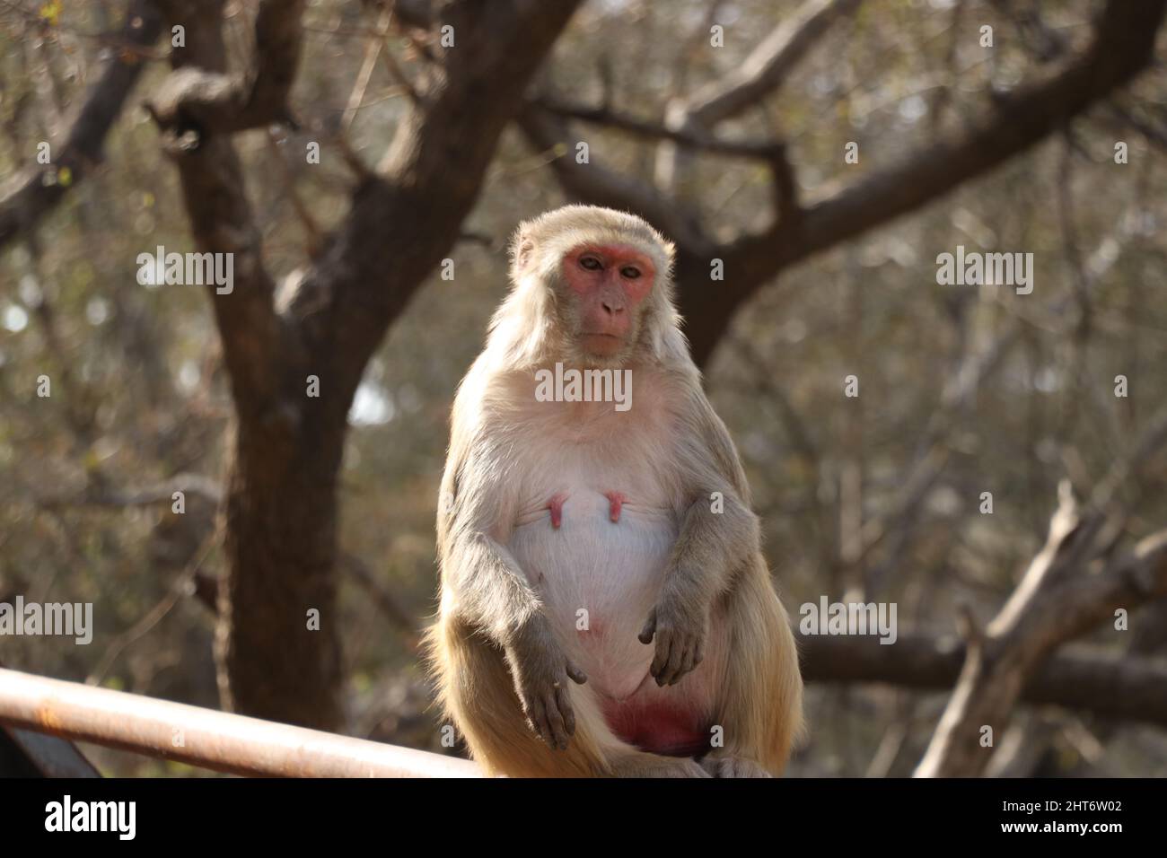 red face monkey sitting on mountain Stock Photo - Alamy