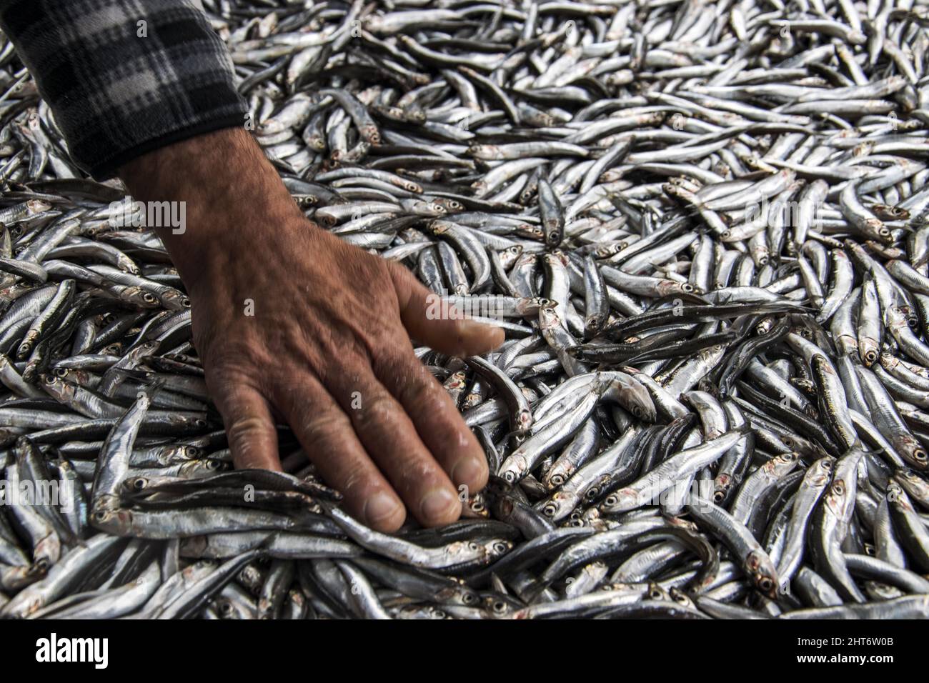 Close-up shot of the hand of a fisherman on small caught fish Stock ...