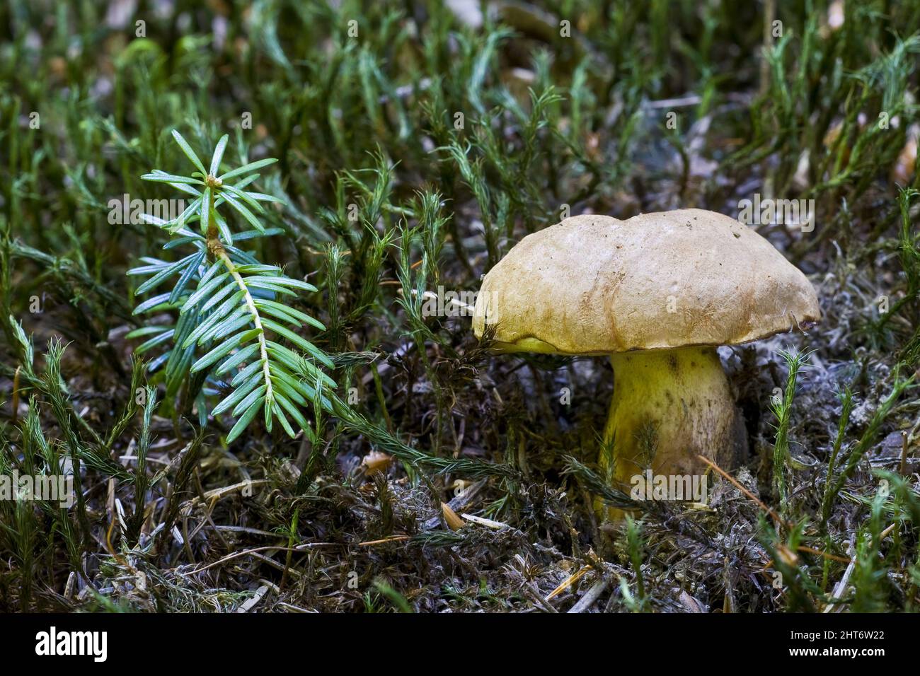Closeup of Xerocomus subtomentosus Stock Photo - Alamy