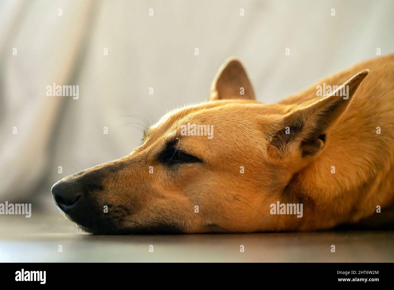 the dog is sleeping, a close-up of the head of a red-haired mutt dog ...