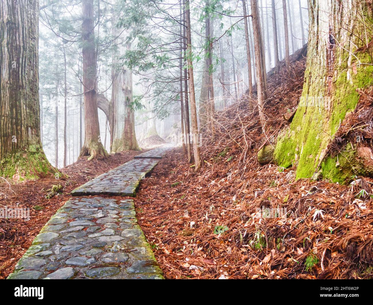 Stone path in the middle of forest in Nikko, Japan Stock Photo - Alamy