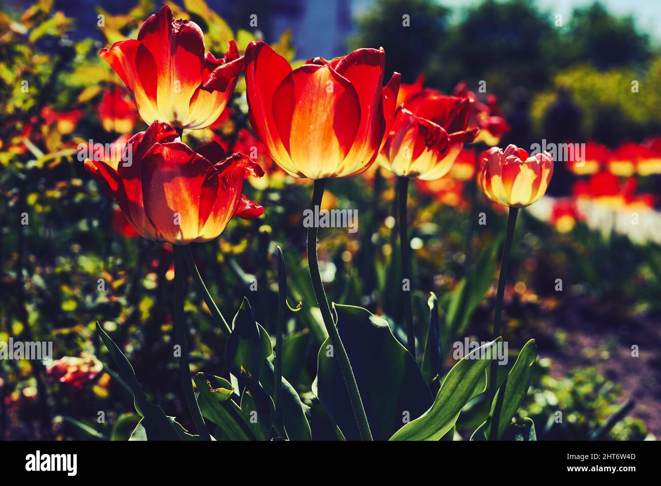 Fire red bloom hi-res stock photography and images - Alamy