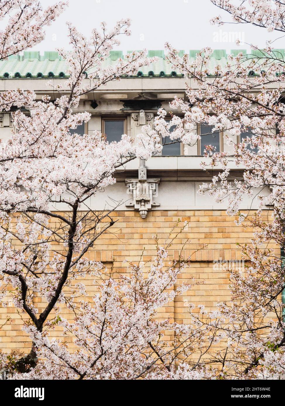 Blooming spring blossoms in front of a house by the Kamo river in Kyoto ...