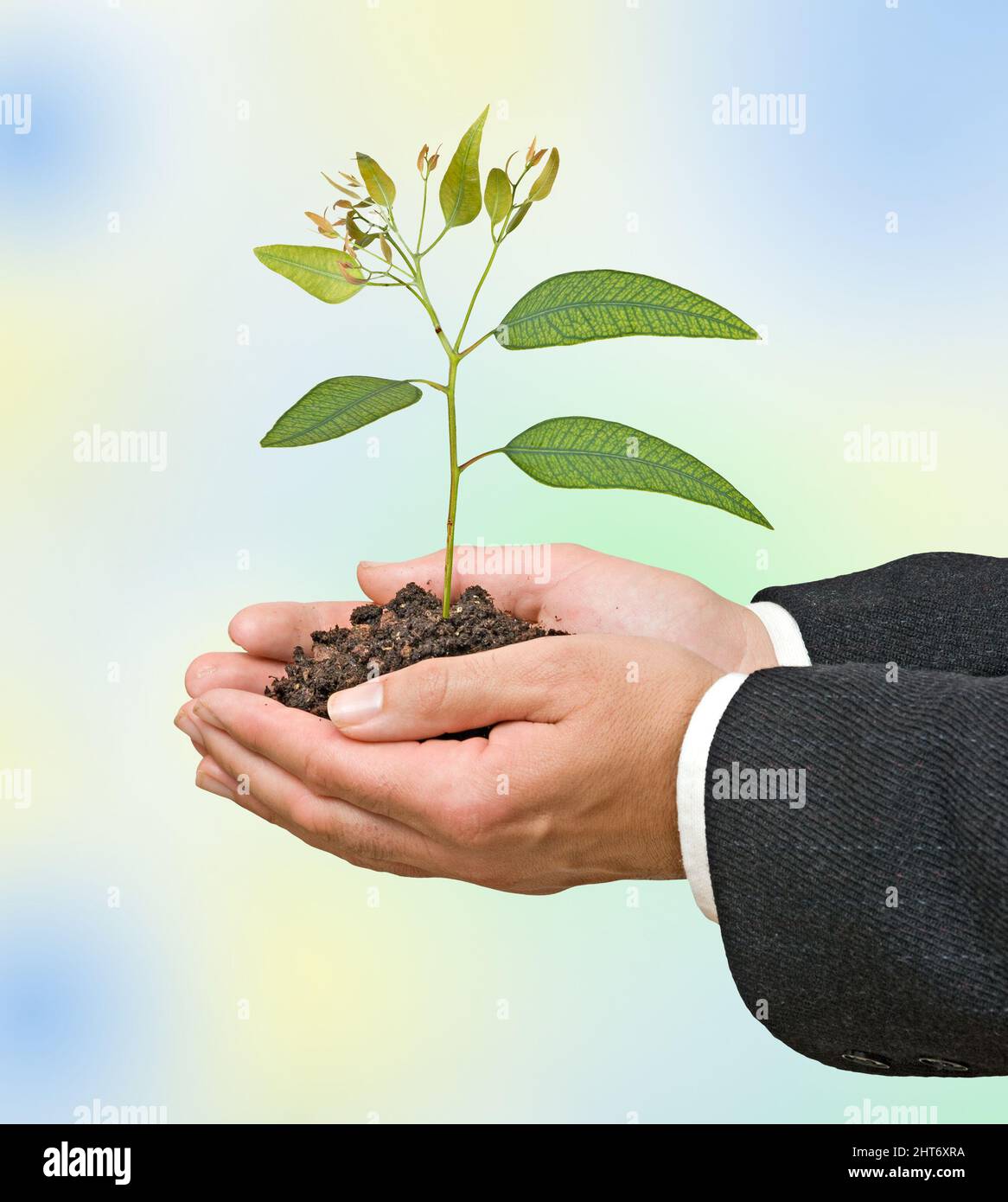 Sapling growngro from soil in hand Stock Photo - Alamy