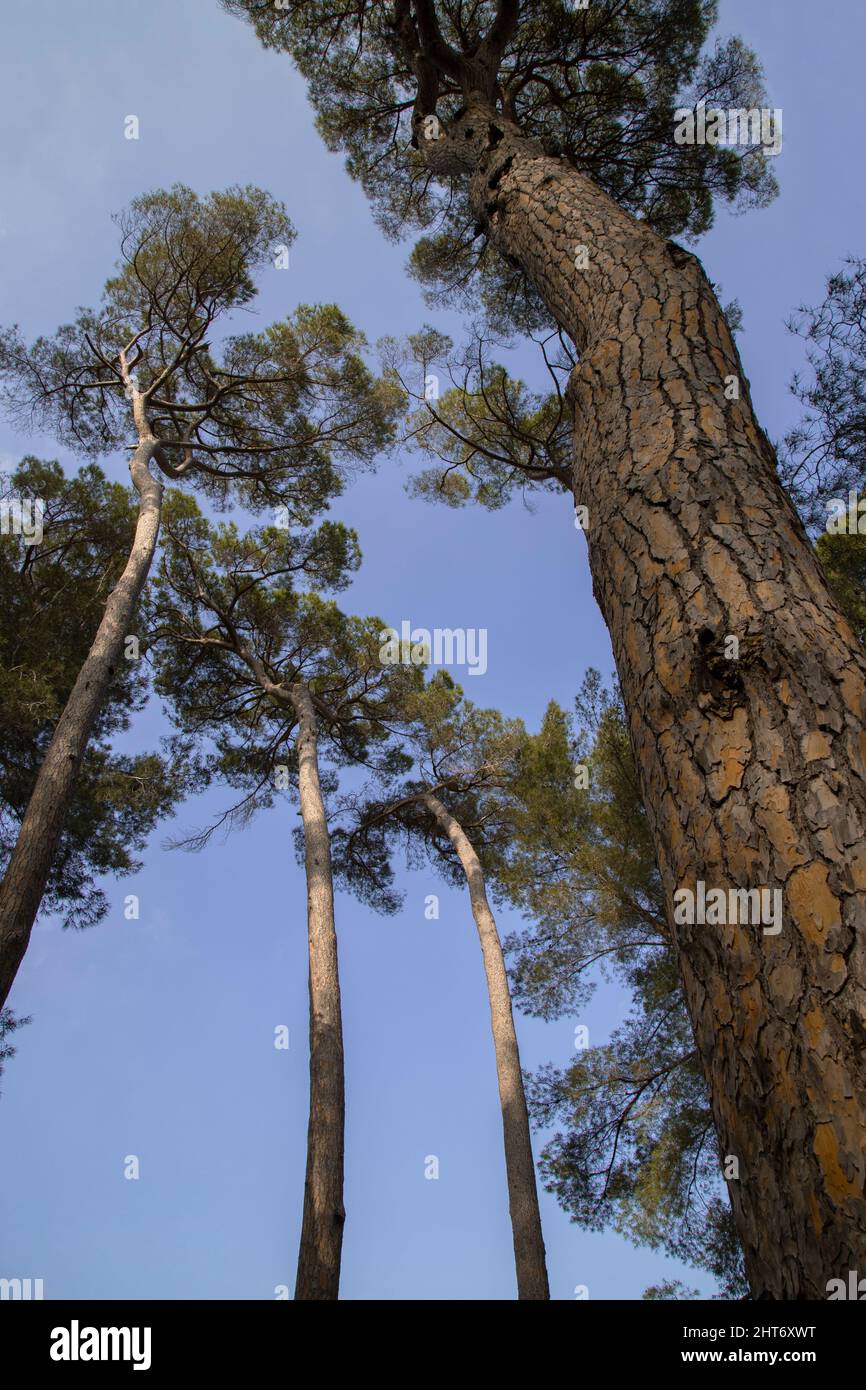 Tall trees and sky view from the ground in a forest Stock Photo - Alamy