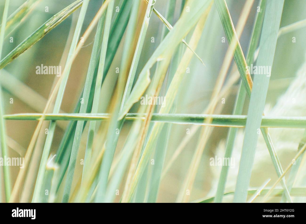 Horizontal background of green grass in the field Stock Photo - Alamy