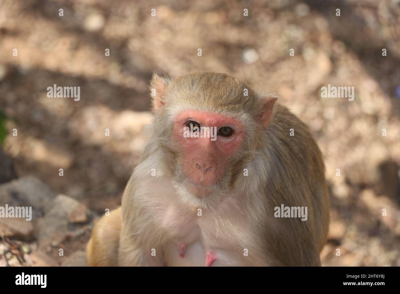 red face monkey sitting on mountain Stock Photo - Alamy