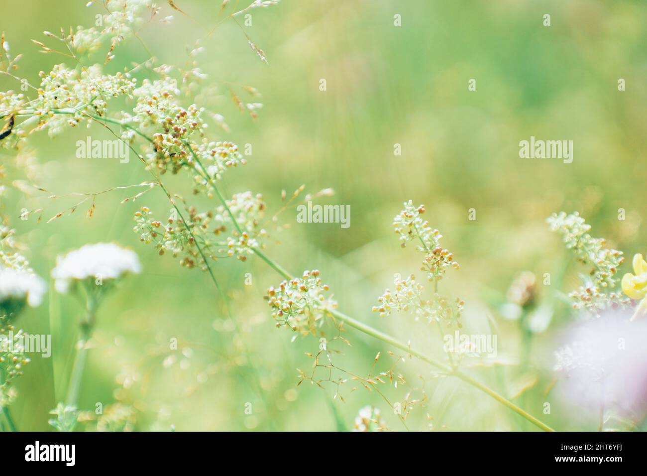 Closeup shot of a beautiful Reseda odorata plant in the garden Stock ...