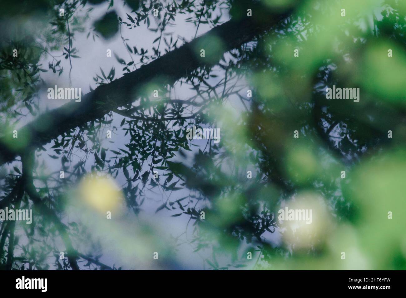 Silhouettes of sharp leaves of a tree against blue sky background Stock ...