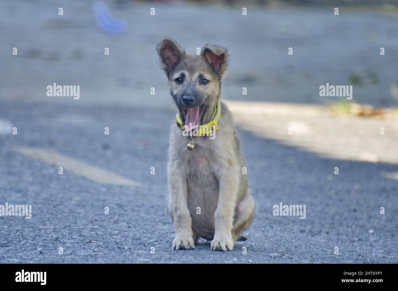 Garafian Shepherd Shedding A Lot