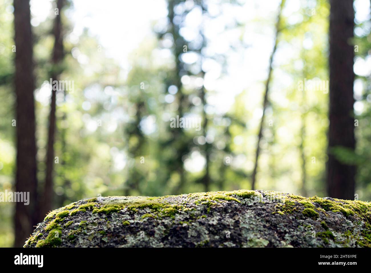 mockup in the forest. natural background stone table for demonstration ...