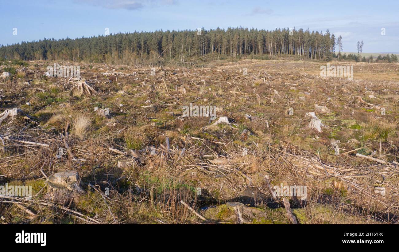 Clearfell conifer forestry and windblown trees Stock Photo - Alamy