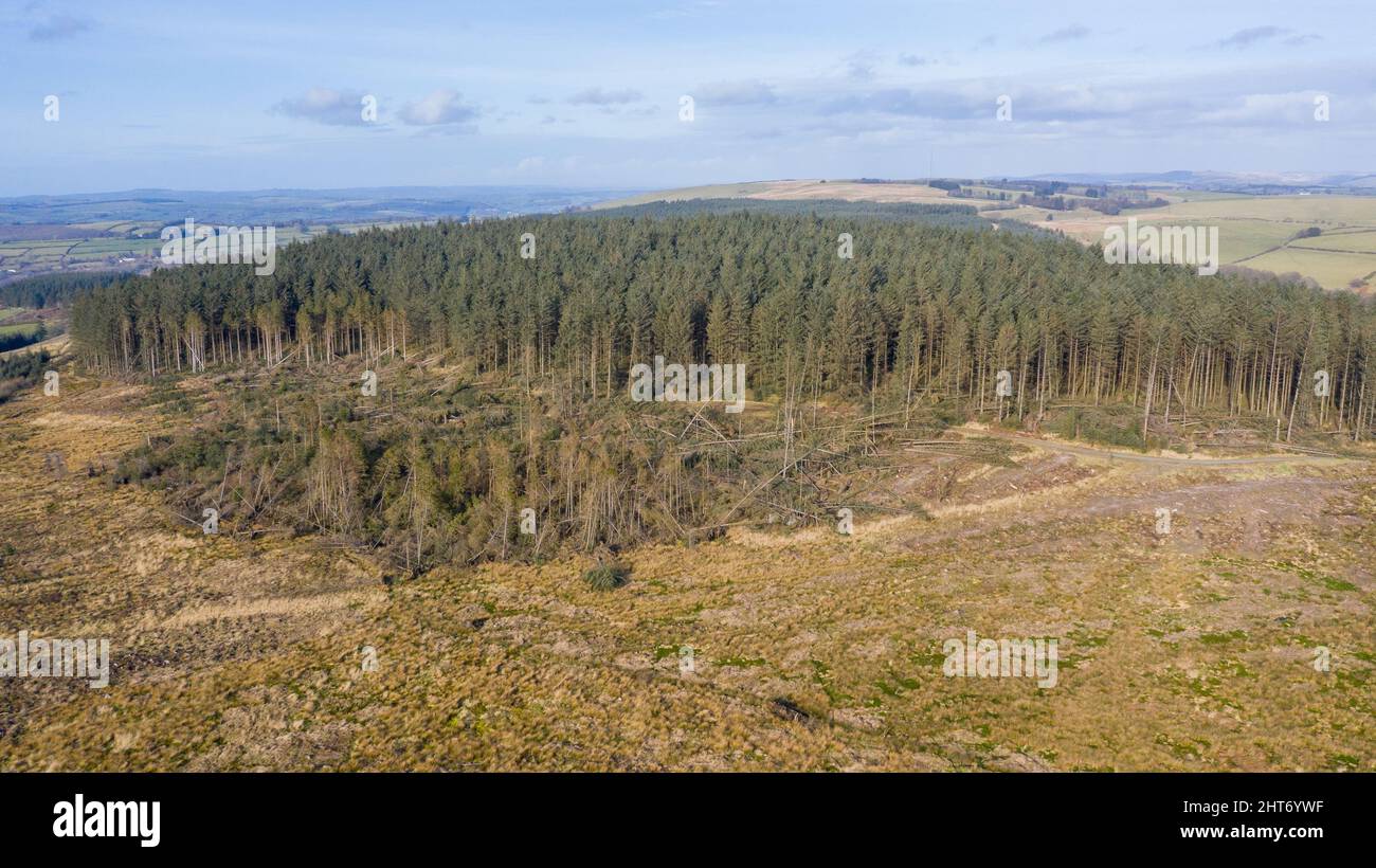 Clearfell conifer forestry and windblown trees Stock Photo - Alamy