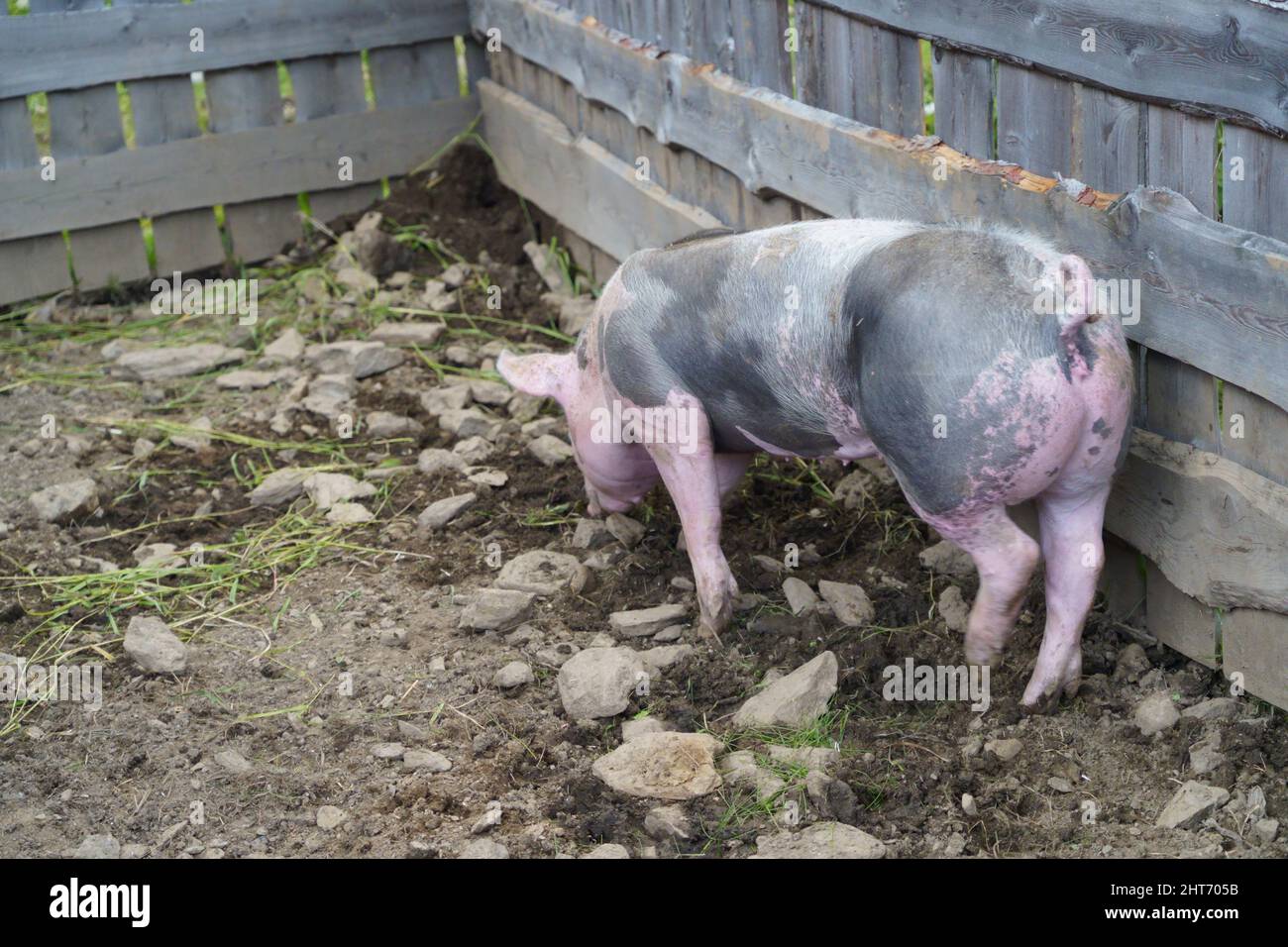 Fat baby pig hi-res stock photography and images - Alamy