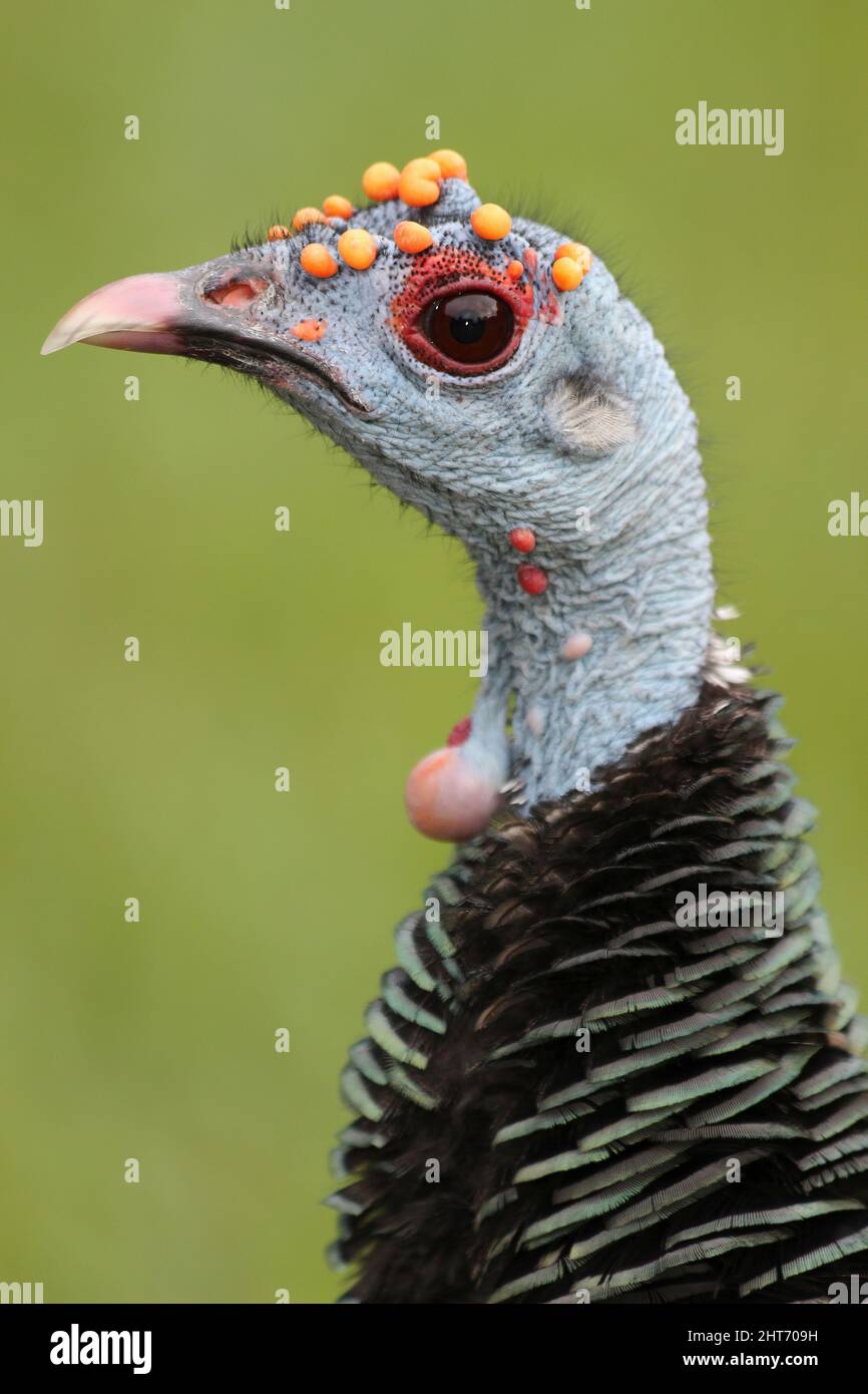 Meleagris ocellata hi-res stock photography and images - Alamy