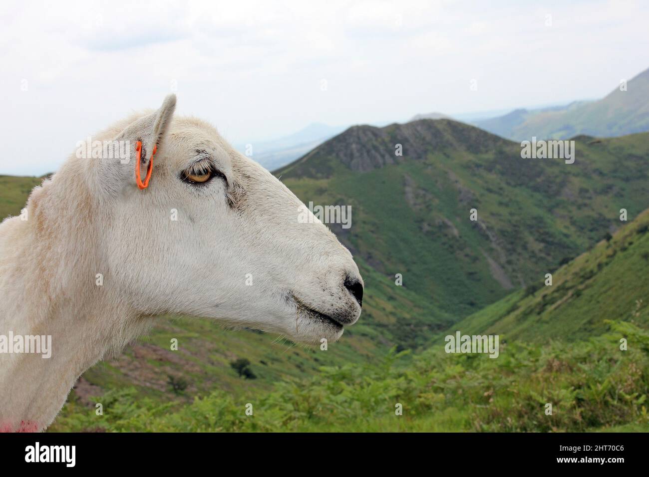 Sheep Face Side View