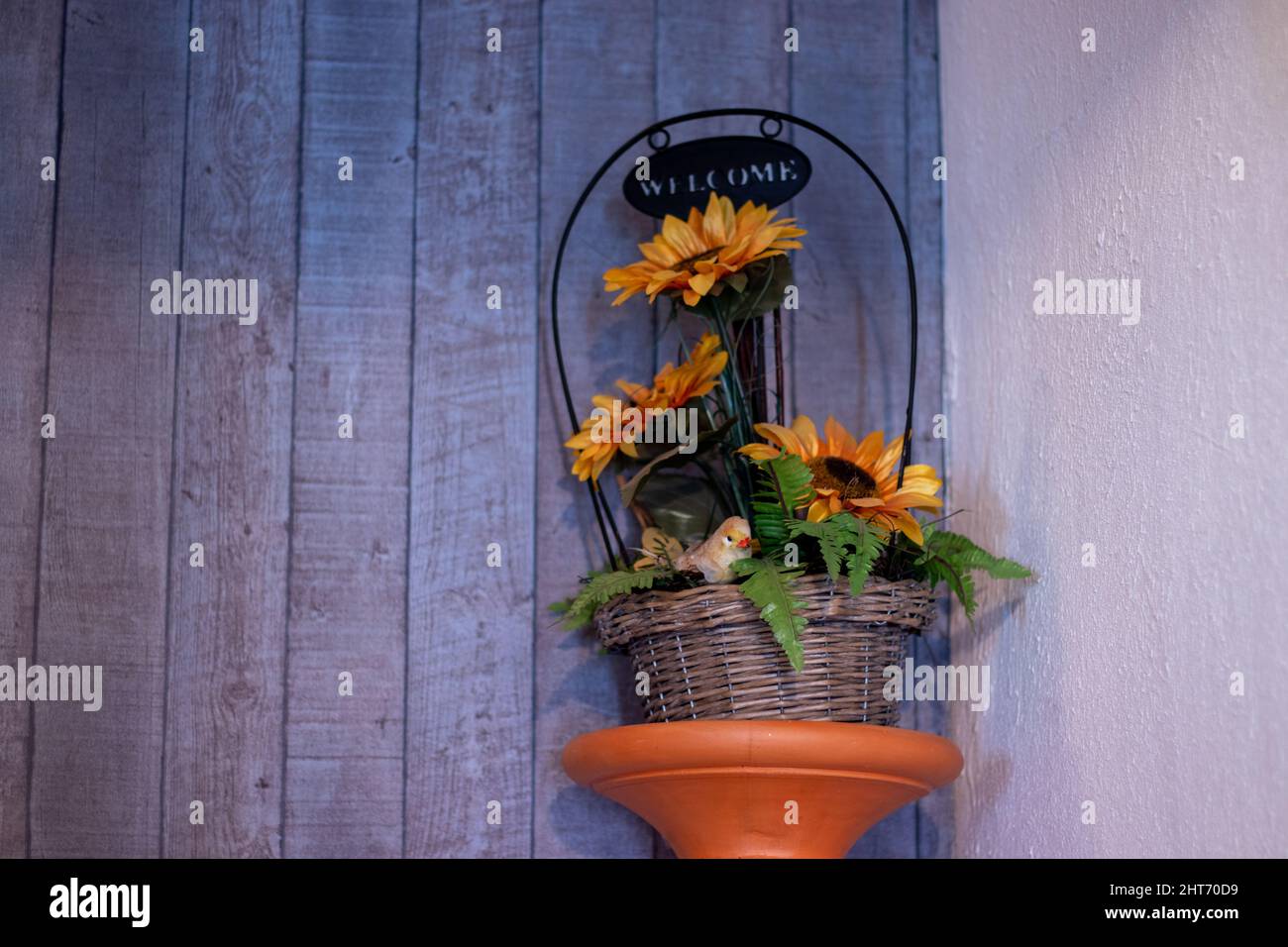 Welcome plant hi-res stock photography and images - Alamy