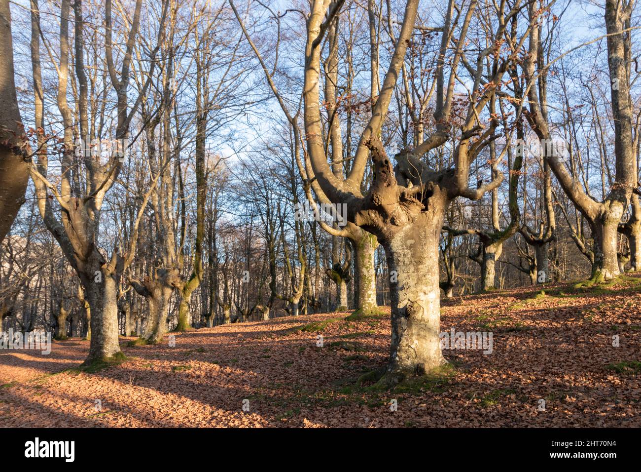 beech forest in the basque country on mount urkiola in the province of ...