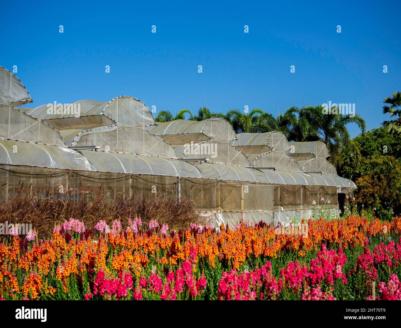 Glass greenhouse planting on blue sky background. Colorful flower farm ...