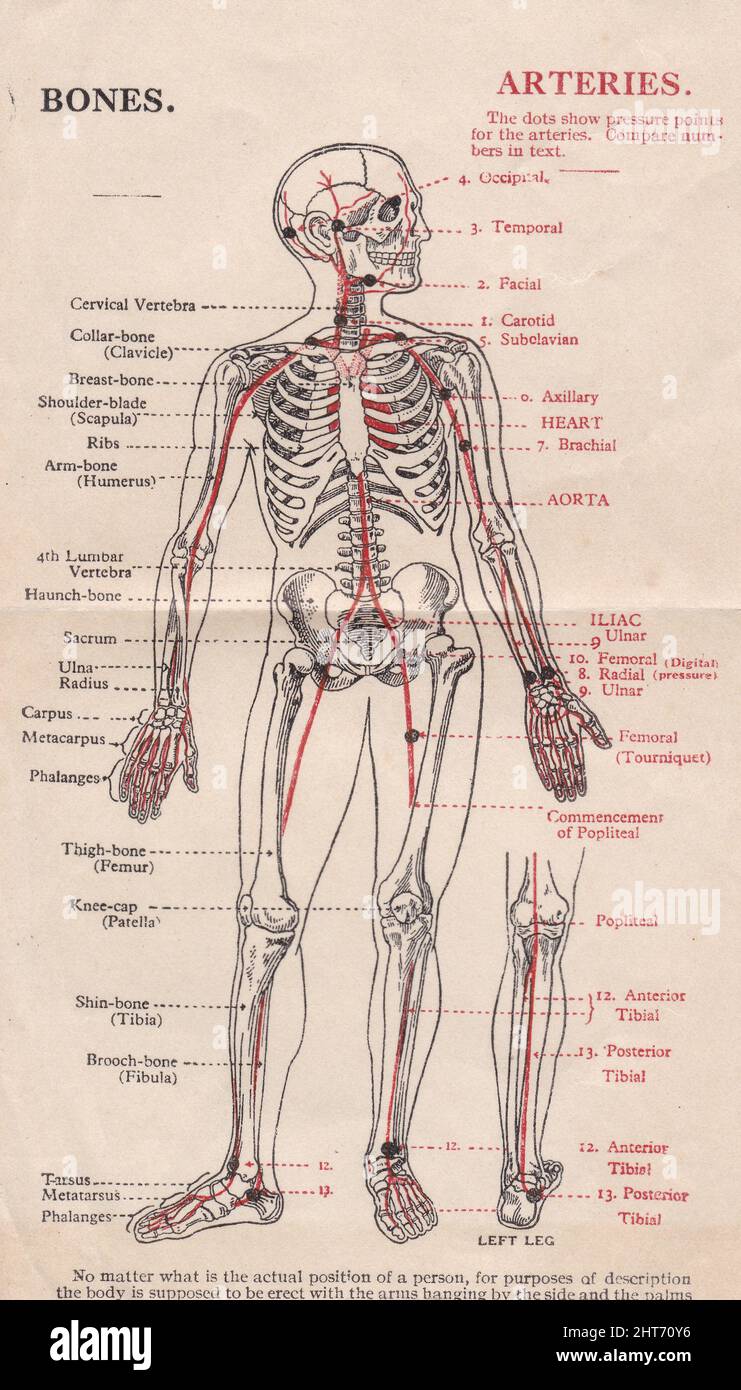 Vintage illustration of the human body showing bones and arteries Stock ...