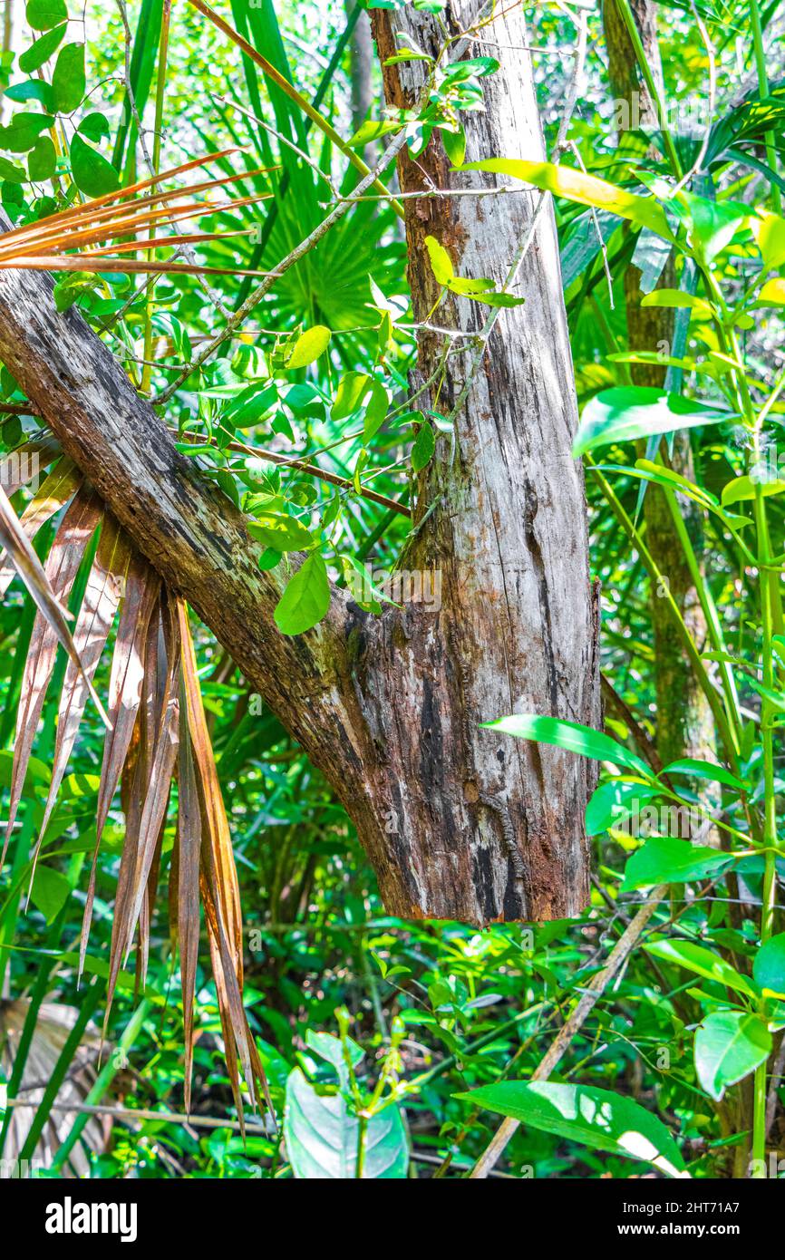 Hanging sawed off tree without trunk in the tropical jungle nature ...
