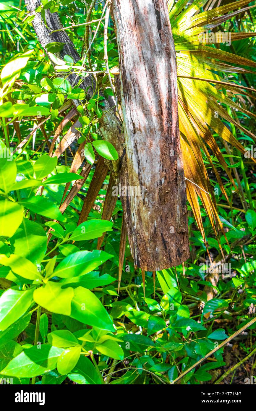 Hanging sawed off tree without trunk in the tropical jungle nature ...