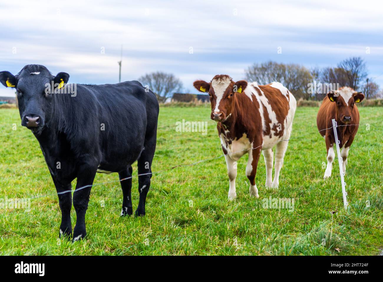 Norway farm cows hi-res stock photography and images - Alamy