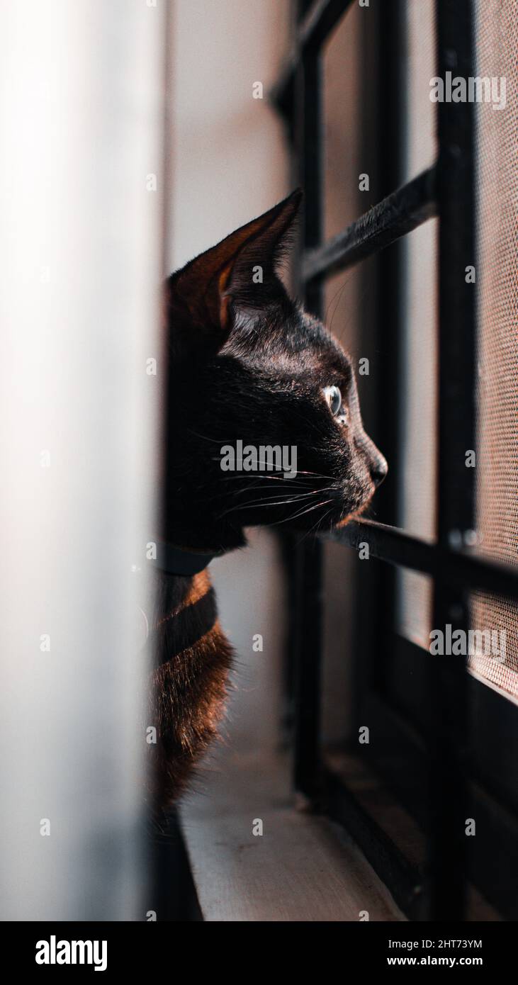 Cute black cat looking out of the window at home Stock Photo - Alamy