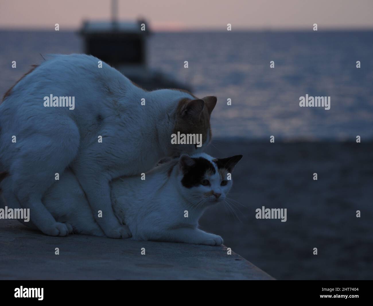 Close-up of two cats mating on the beach in the evening Stock Photo - Alamy
