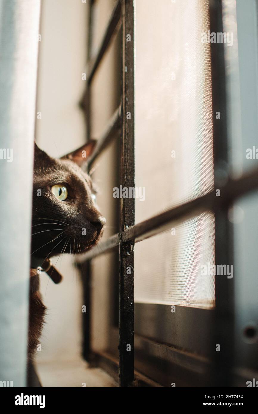 Cute black cat looking out of the window at home Stock Photo - Alamy