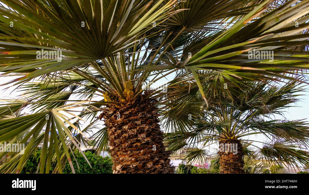 Closeup of the Brahea palm tree foliage Stock Photo - Alamy
