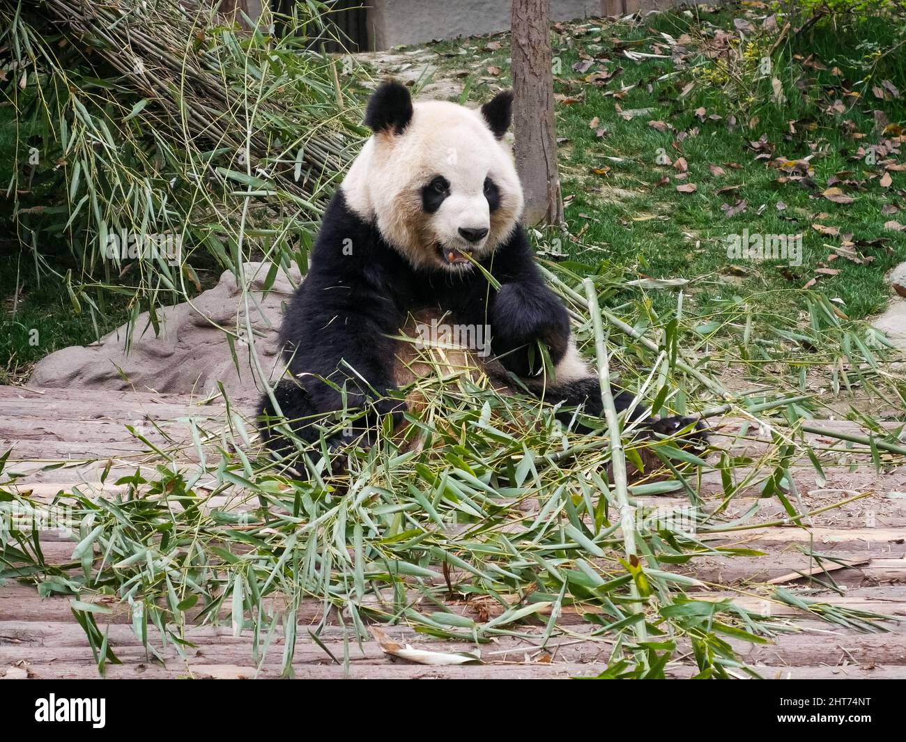 Panda eating grass at Research Base of Giant Panda Breeding, China ...