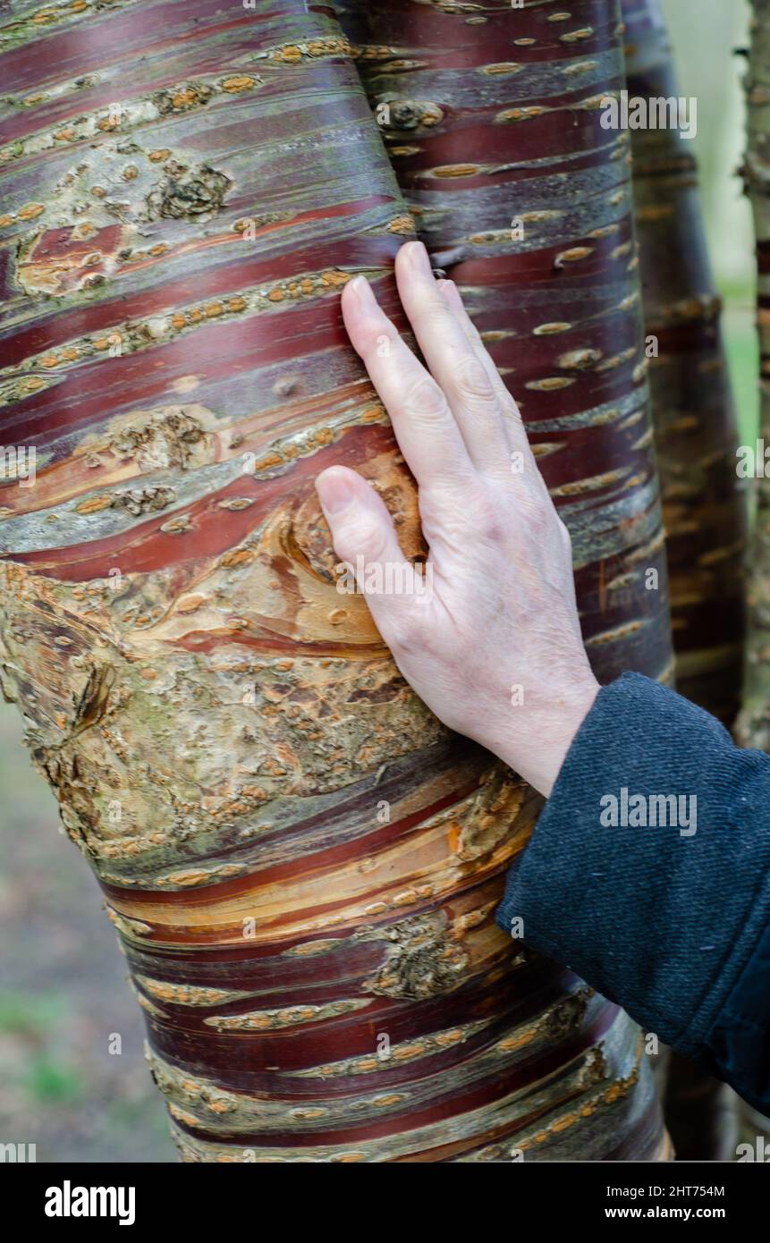 Copper birch tree hi-res stock photography and images - Alamy