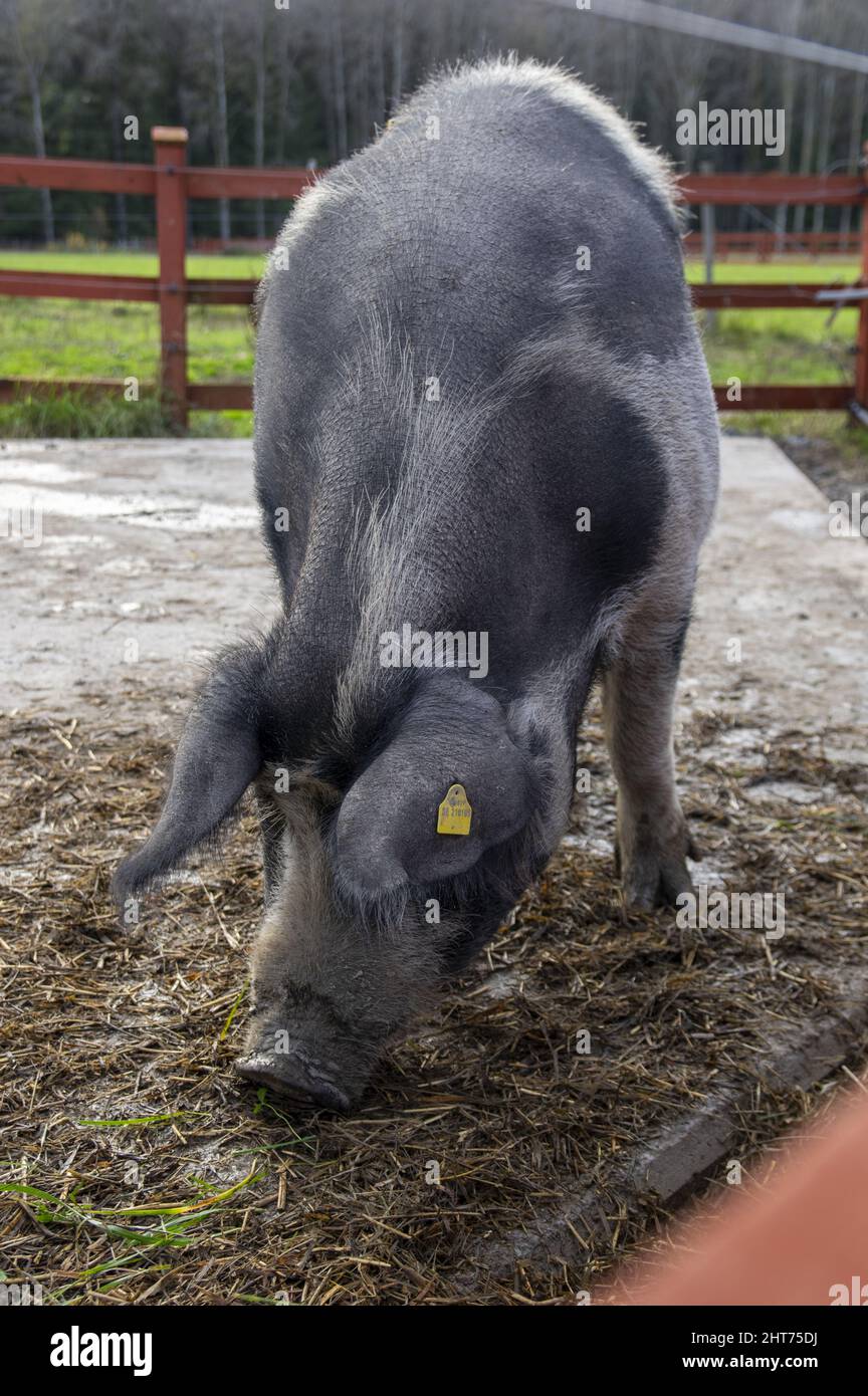 Swedish pig hi-res stock photography and images - Alamy