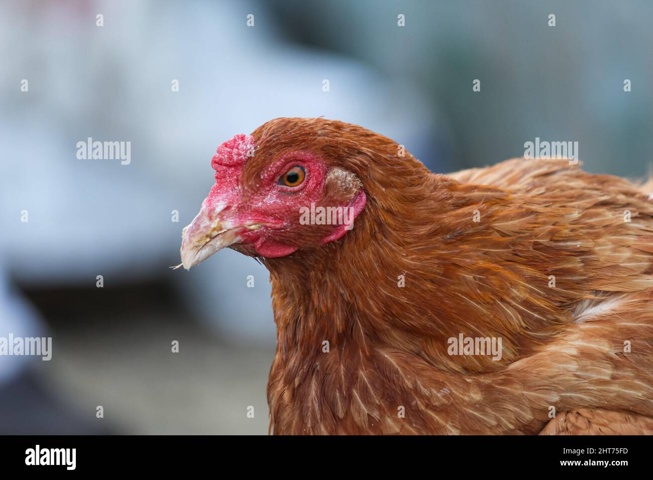 Closeup shot of a brown Indian hen Stock Photo - Alamy