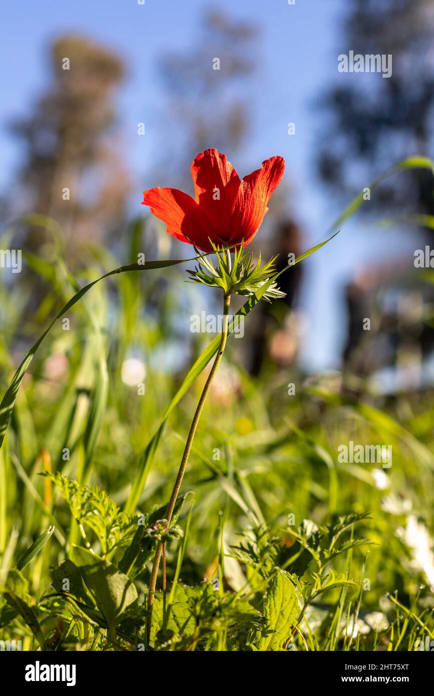 Red anemone flowers closeup in spring. Desert of the Negev. Israel ...