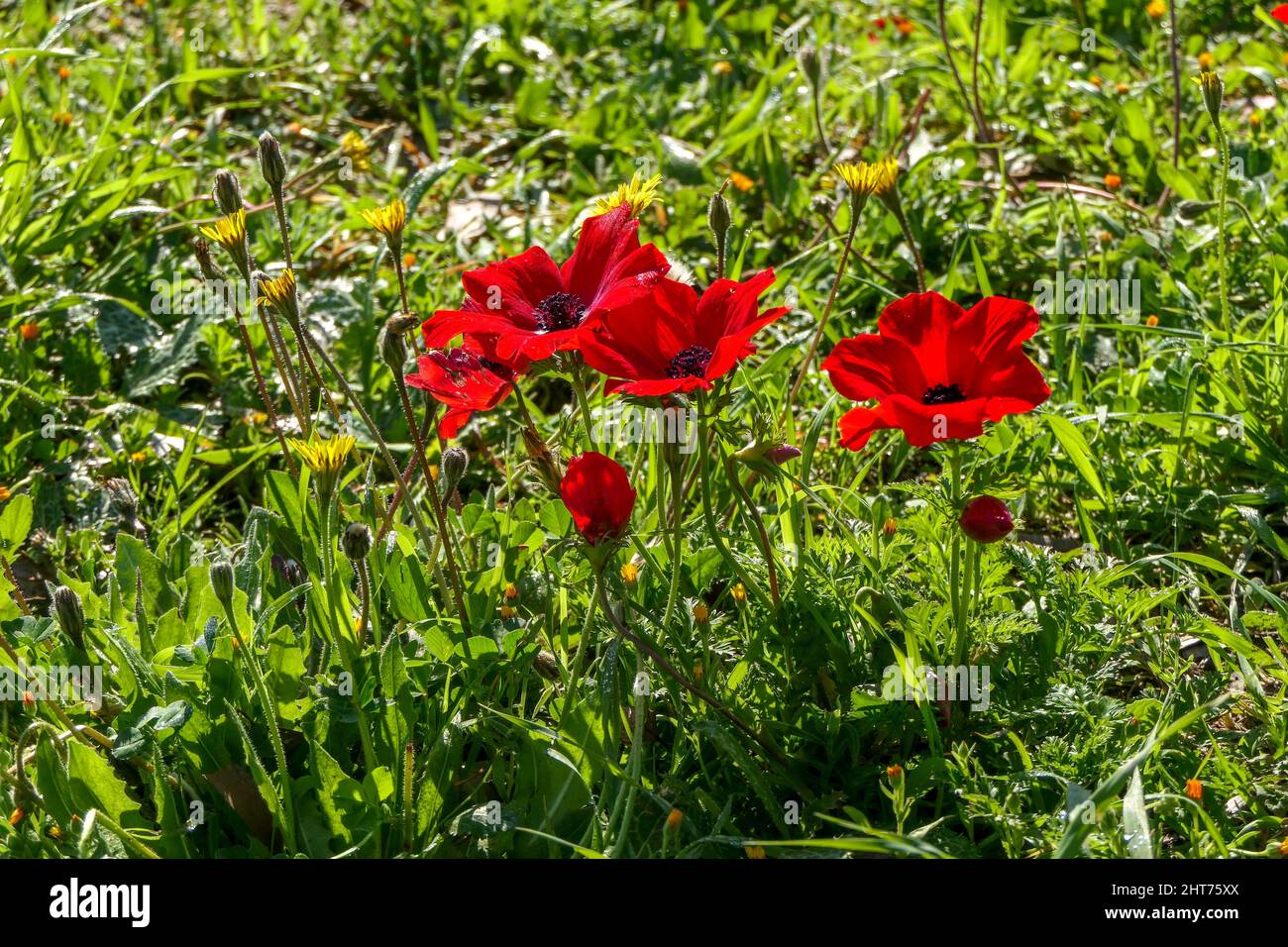 Red anemone flowers closeup in spring. Desert of the Negev. Israel ...