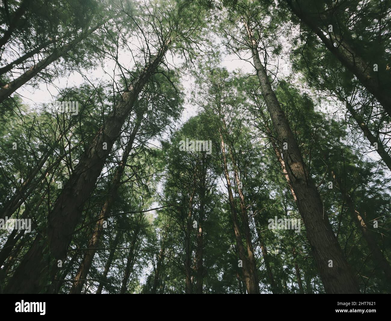 Landscape view of a beautiful forest with a lot of trees Stock Photo ...