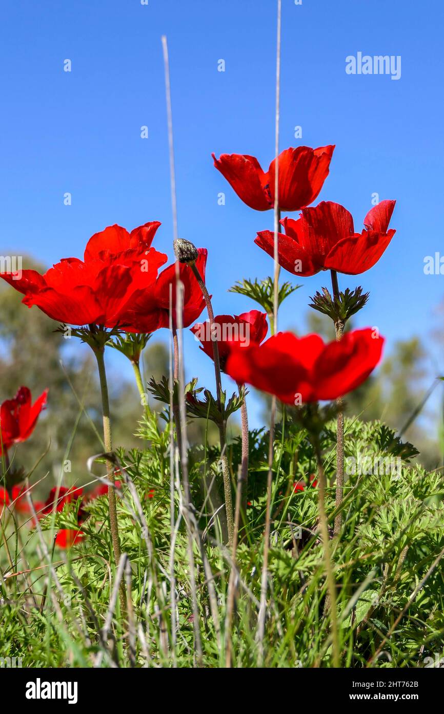 Red anemone flowers closeup in spring. Desert of the Negev. Israel ...