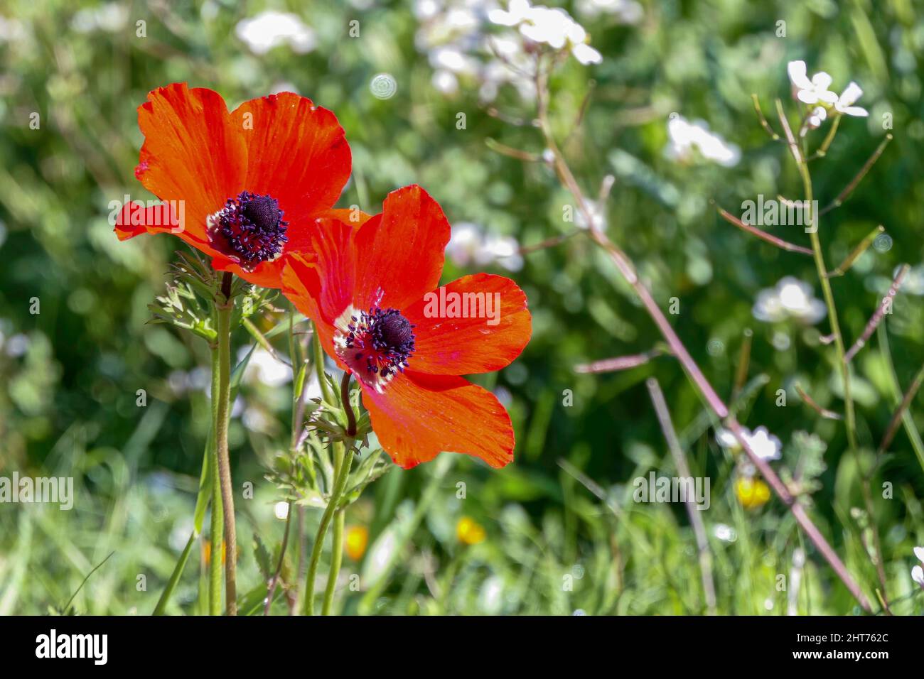 Negev desert in bloom hi-res stock photography and images - Alamy