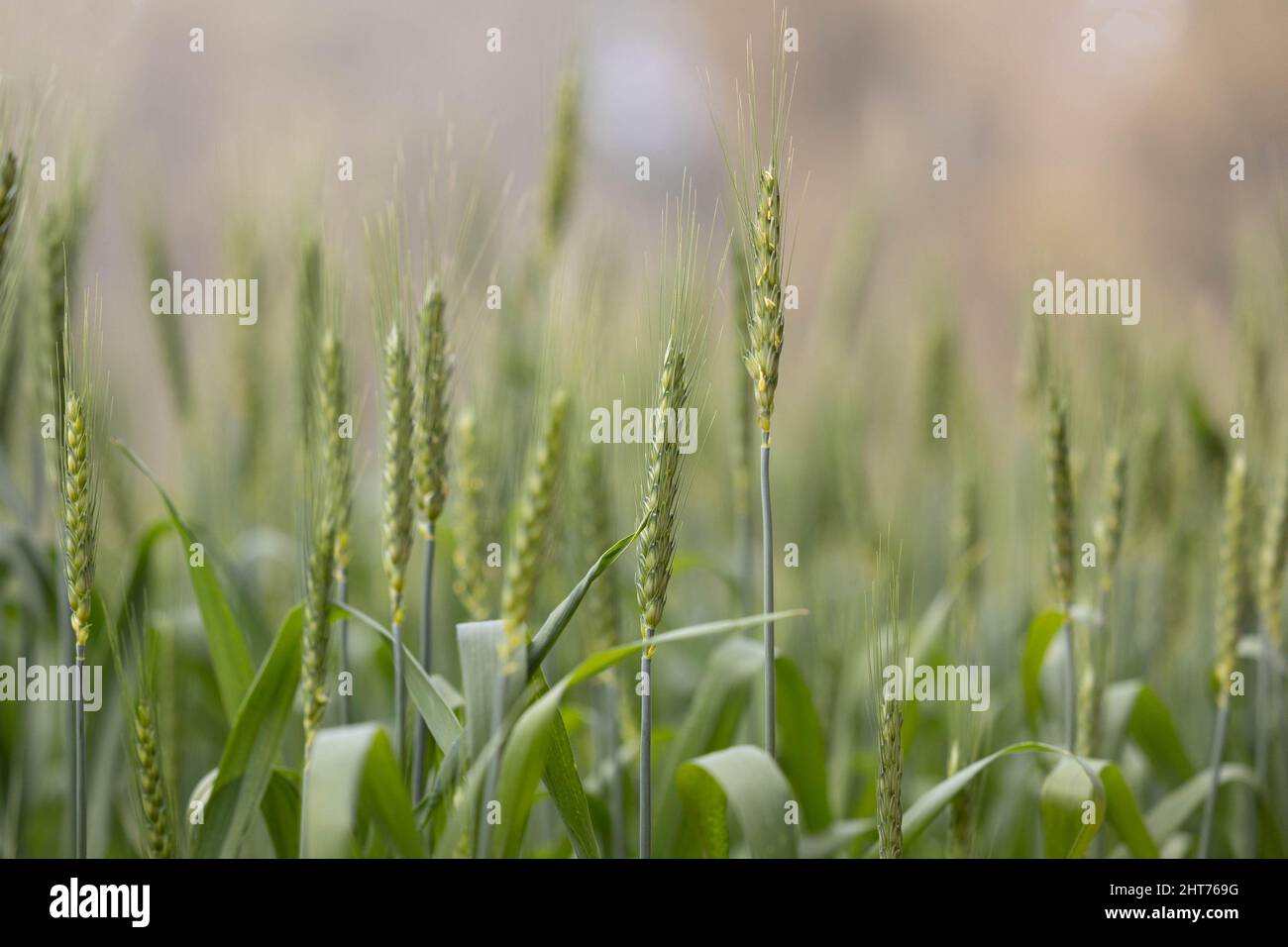 Crops grow in a wheat field Stock Photo - Alamy