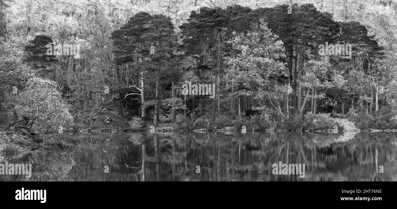Black and white Stunning Lake District forest landscape of Manesty Park ...
