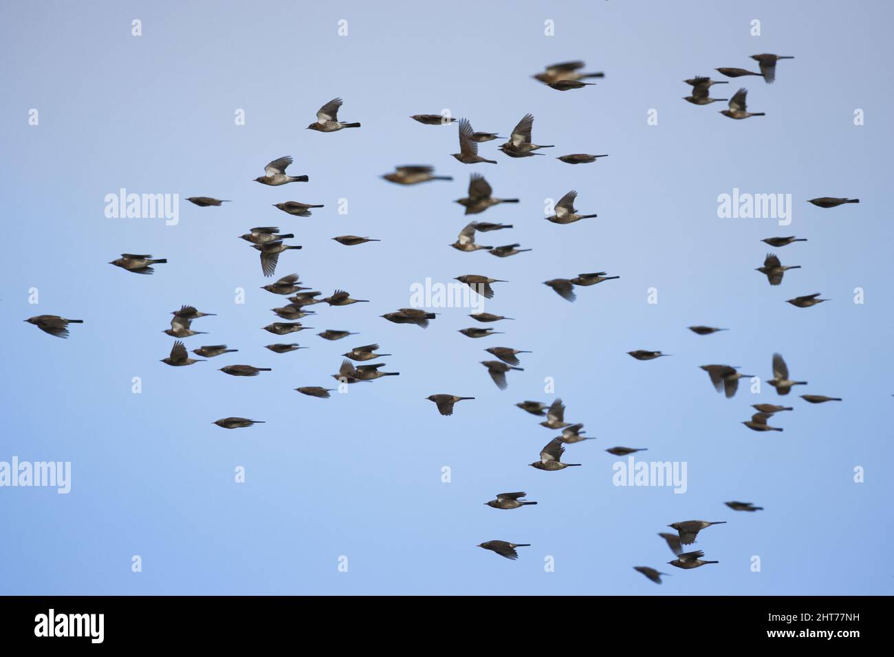 Large flock of fieldfares hi-res stock photography and images - Alamy