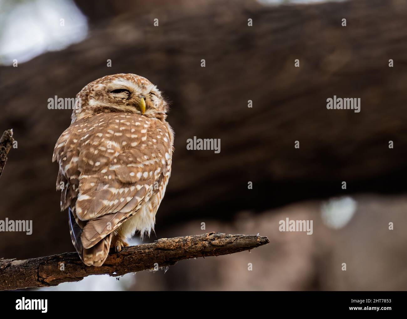 Spotted owl sleeping on a tree and basking Stock Photo - Alamy