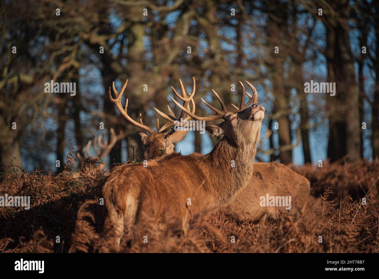 Epic image of herd of red deer stags Cervus Elaphus in glowing golden ...