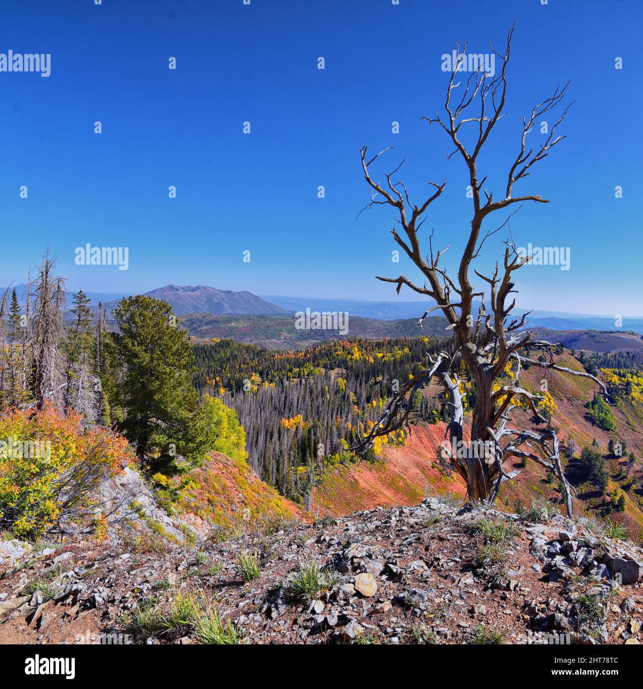 Mount Nebo Wilderness Peak, Views of hiking trail with peak of 11,933 ...