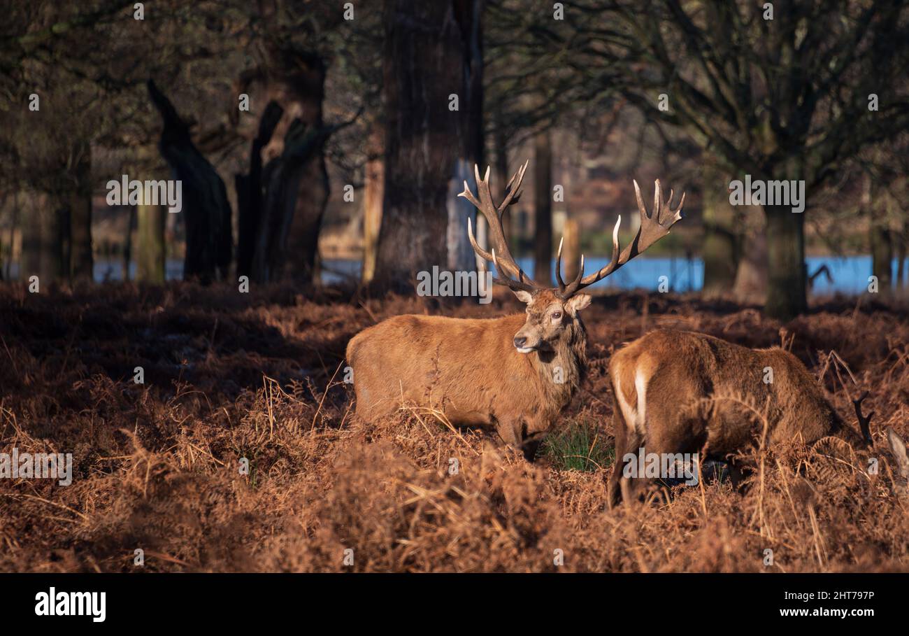 Epic image of herd of red deer stags Cervus Elaphus in glowing golden ...