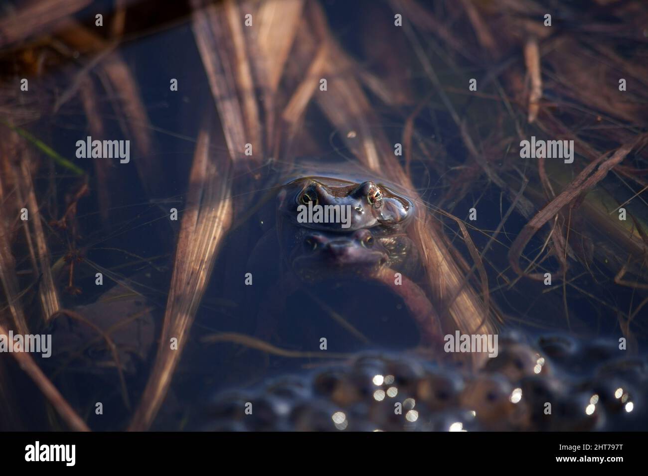 Mating season common frog hi-res stock photography and images - Alamy