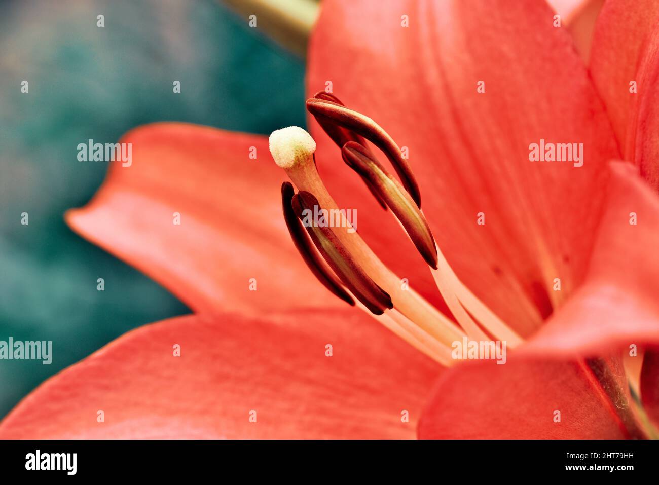 Closeup shot of a beautiful red lily flower with opened up petals and ...