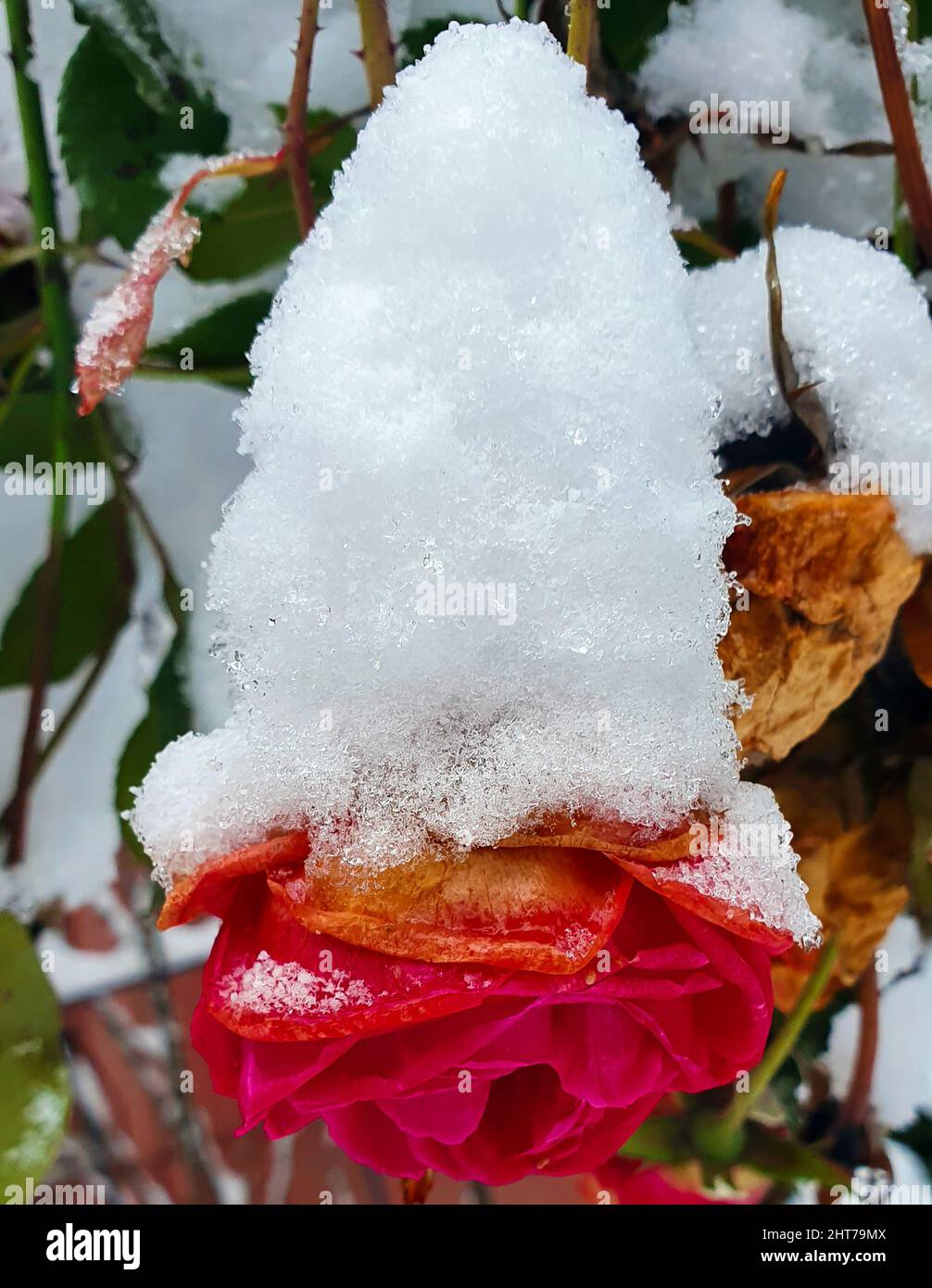 Snow over red rose love hi-res stock photography and images - Alamy